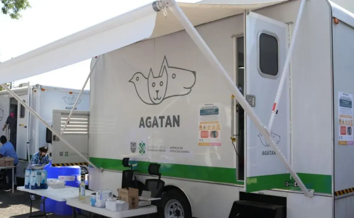 Campaña de esterilización gratuita en CDMX, te decimos dónde y cómo | Patas en Casa